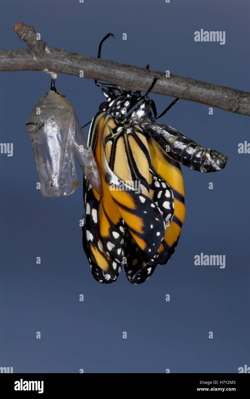 Monarch Butterfly Danaus plexippus Hatching from pupae sequence Stock ...
