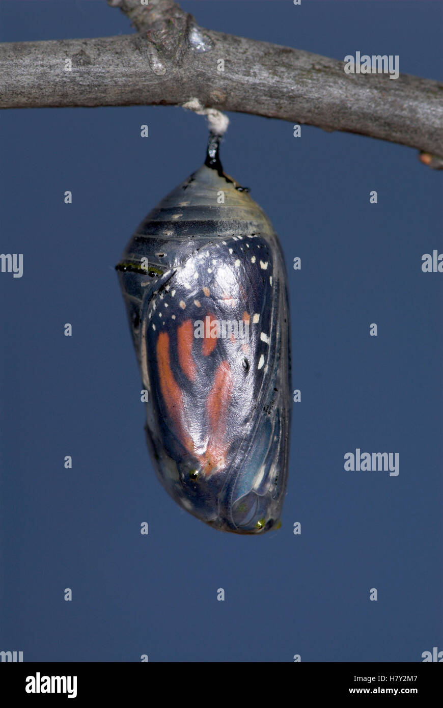 Monarch Butterfly Danaus plexippus Hatching from pupae sequence Stock ...