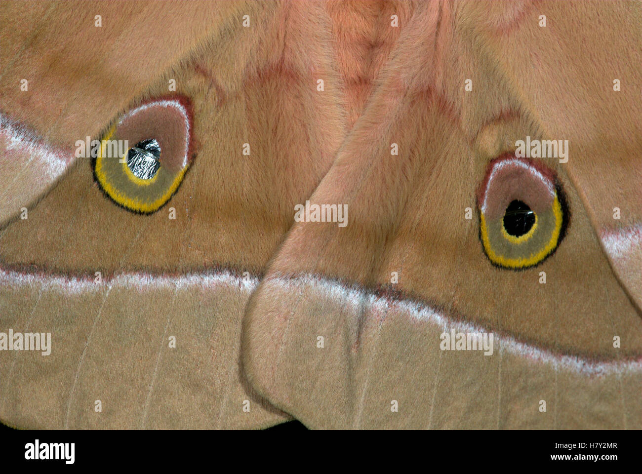 Chinese oak silk moth hi-res stock photography and images - Alamy