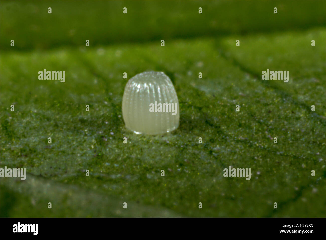 Glasswing Butterfly Egg Greta Oto white ova single Stock Photo - Alamy