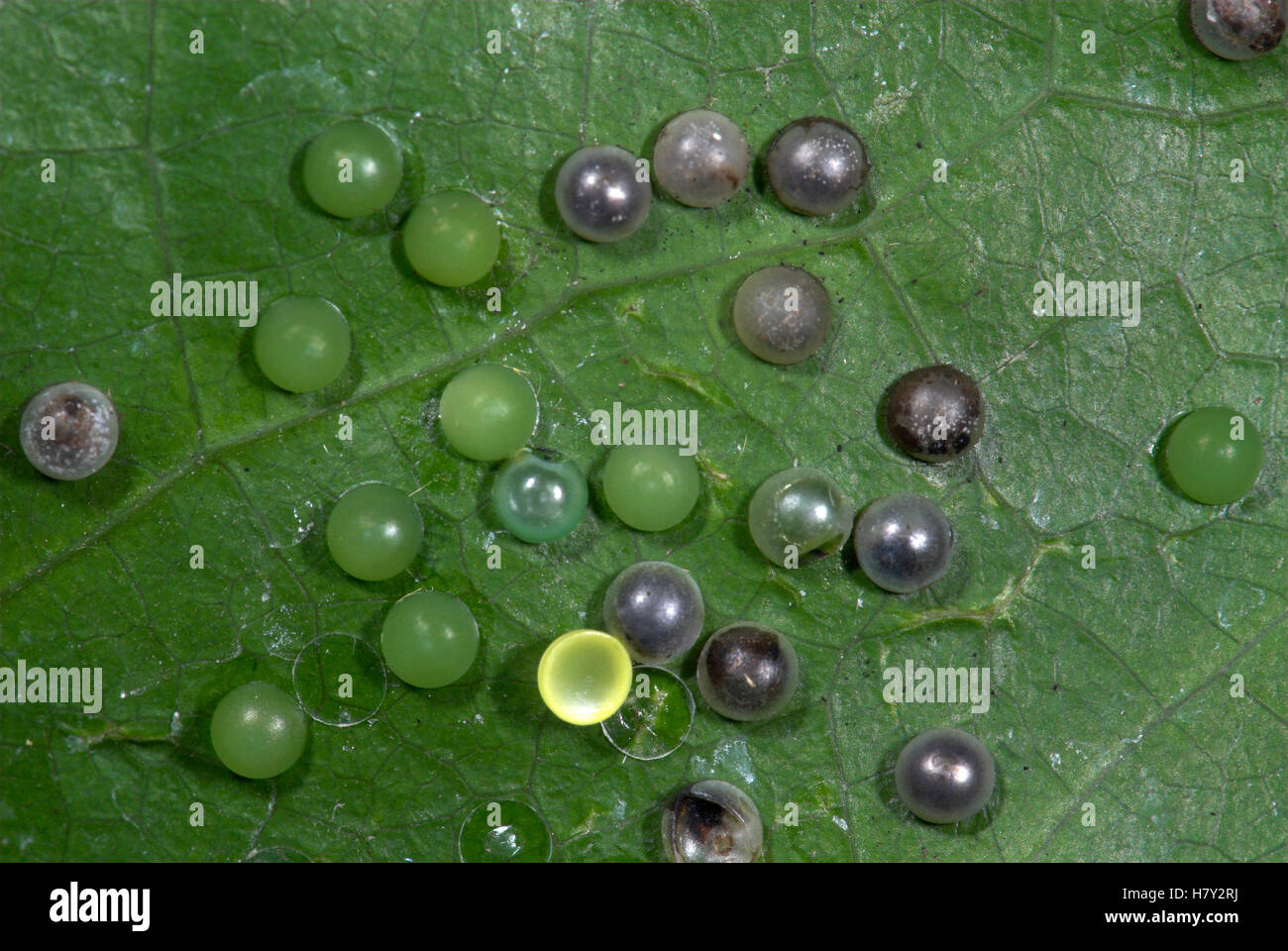 Blue Morpho Butterfly Egg