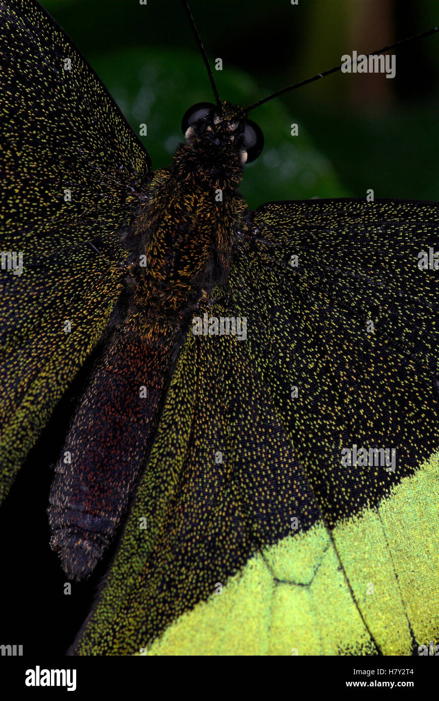 Close up of Butterfly Abdomen Emerald Swallowtail Papilio Stock Photo ...