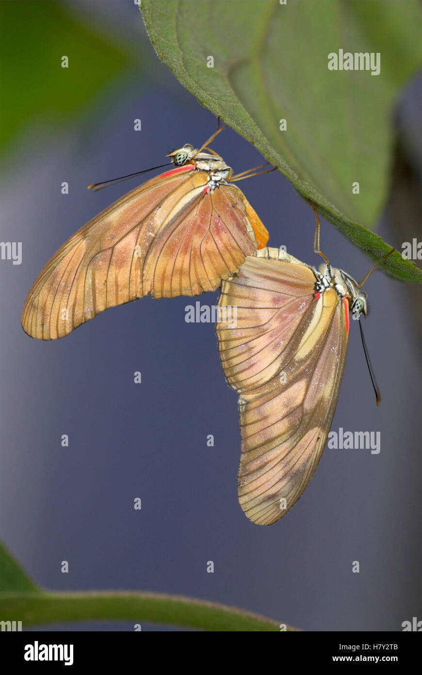 Flame Butterflies Mating Dryas julia pair butterfly central Stock Photo - Alamy