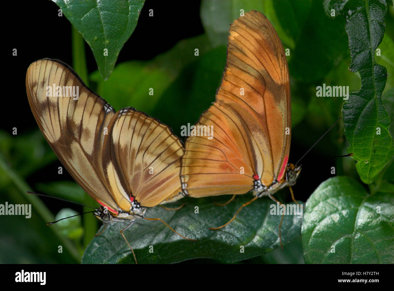 Flame Butterflies Mating Dryas julia pair butterfly central Stock Photo ...