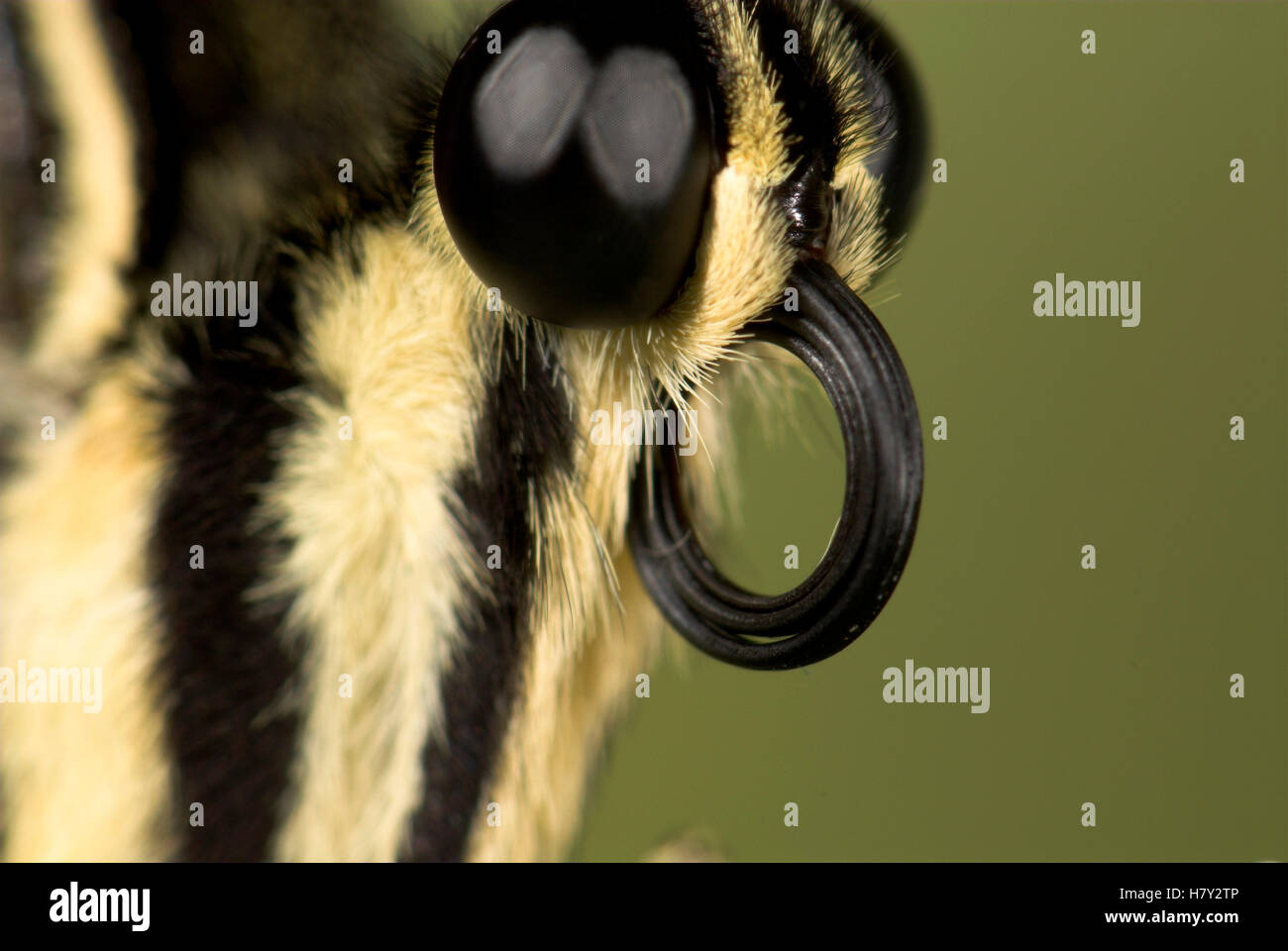 Butterfly tongue curled hi-res stock photography and images - Alamy