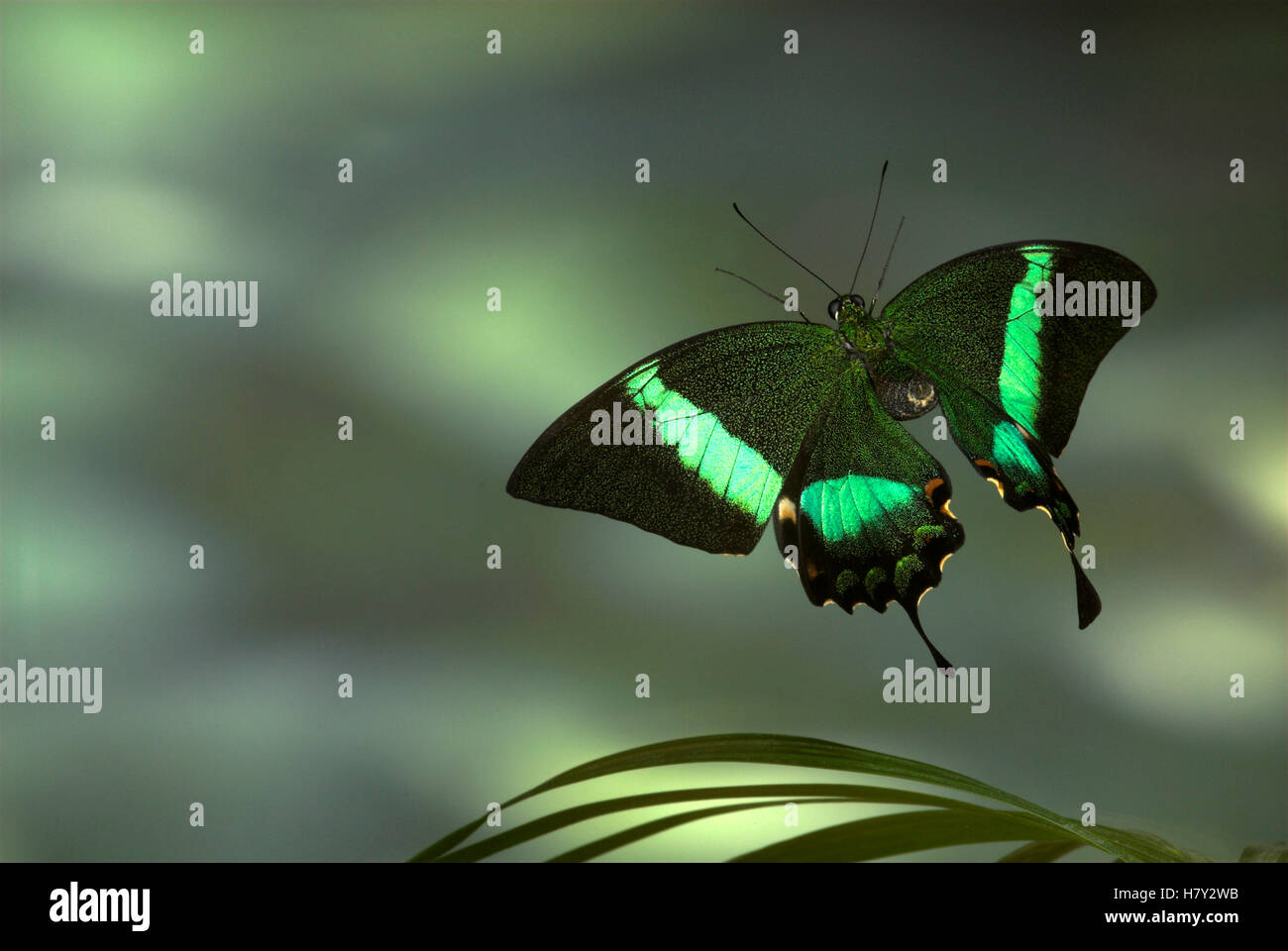 Emerald Swallowtail Butterfly Papilio Palinurus in flight high Stock ...