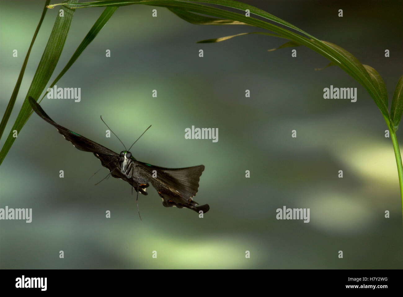 Emerald Swallowtail Butterfly Papilio Palinurus in flight high Stock ...