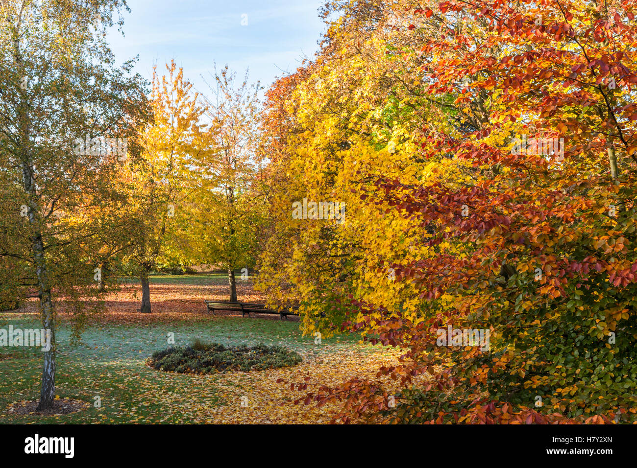 Autumn trees uk hi-res stock photography and images - Alamy