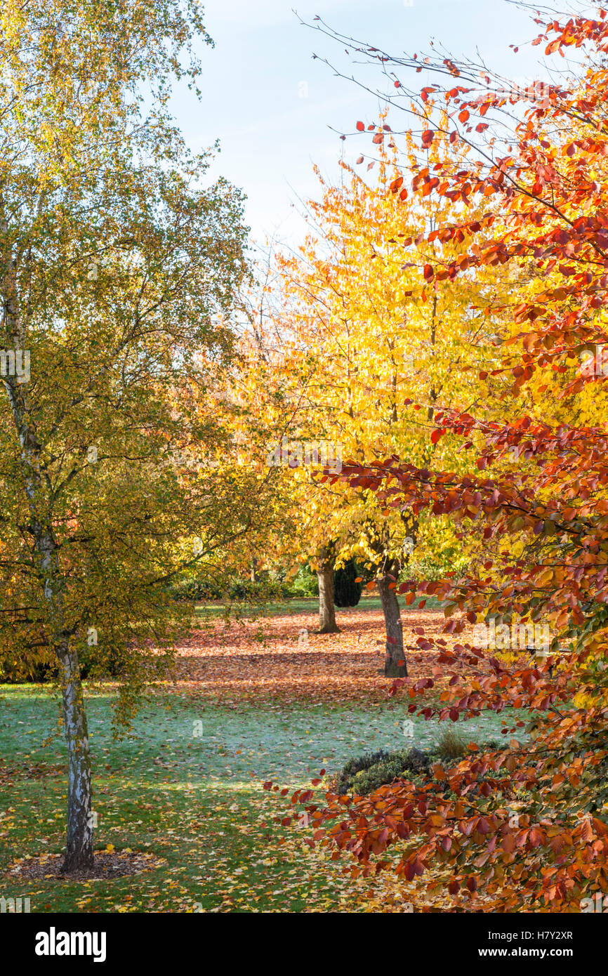 Trees, Autumn. Leaves in full colour on a park at Victoria Embankment ...
