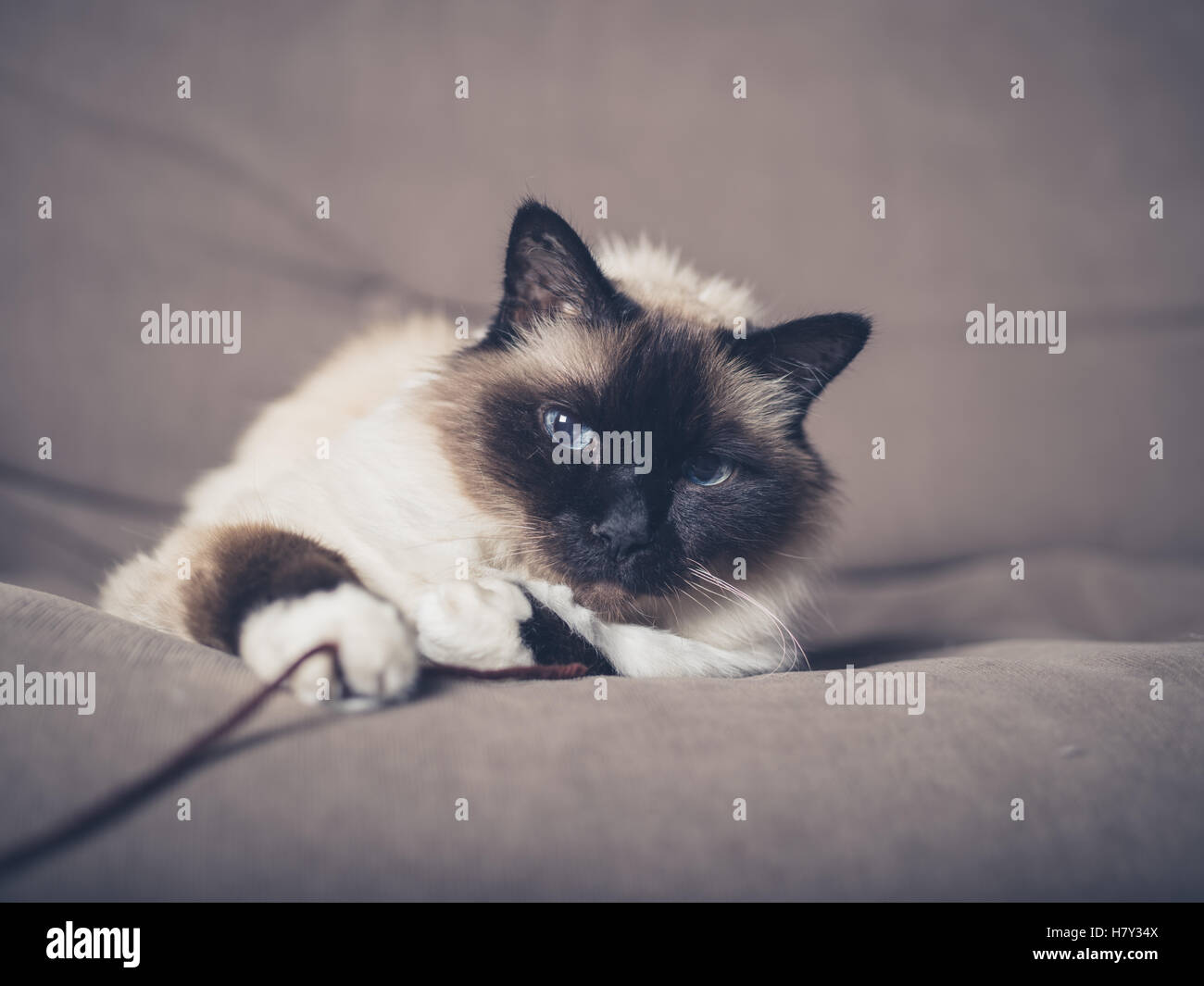 A pretty cat is playing with string on a sofa Stock Photo - Alamy