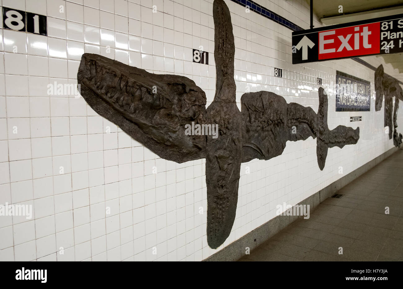 The station wall at 81st and Museum of Natural History subway train ...