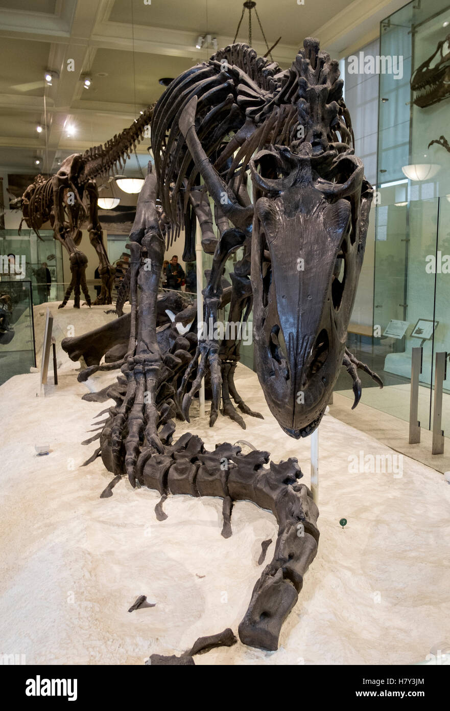 Allosaurus Skeleton Matt Dempsey Allosaurus 3D Skeleton