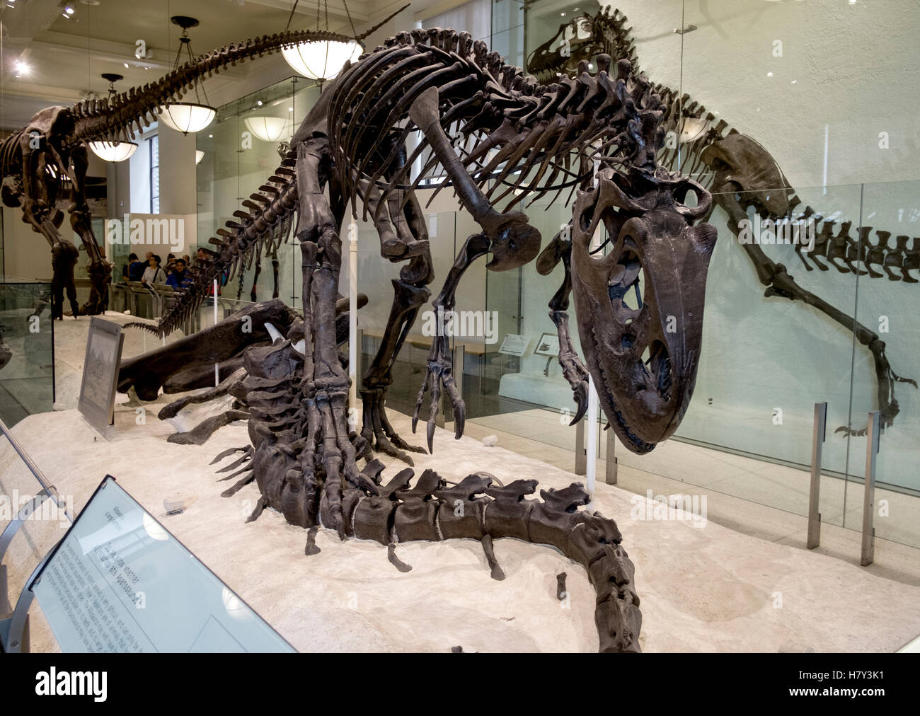 Allosaurus dinosaur skeleton in the New York Museum of Natural History ...