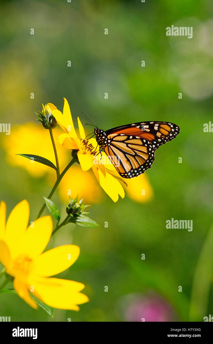 Monarch Butterfly on flower Stock Photo - Alamy