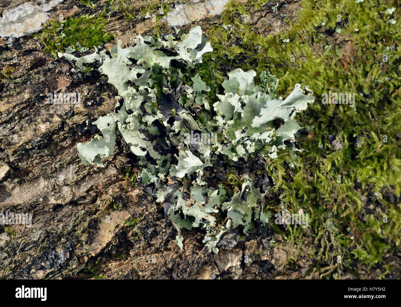 Lichen - Parmotrema reticulatum Growing on fallen log Stock Photo - Alamy