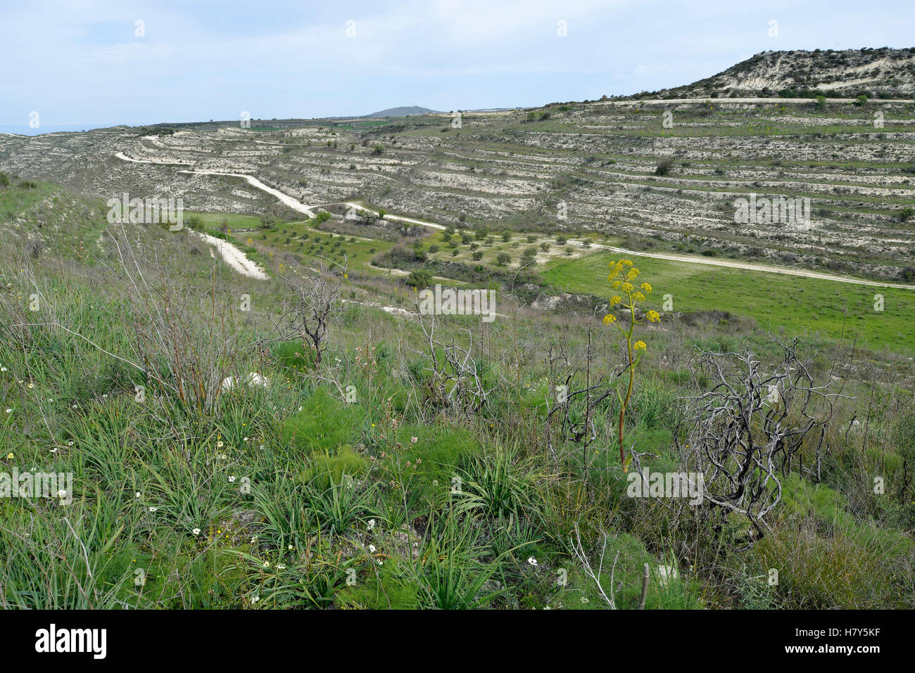 Dry Cyprus Landscape with Fields & Terraced Hills above Peyia, Paphos ...