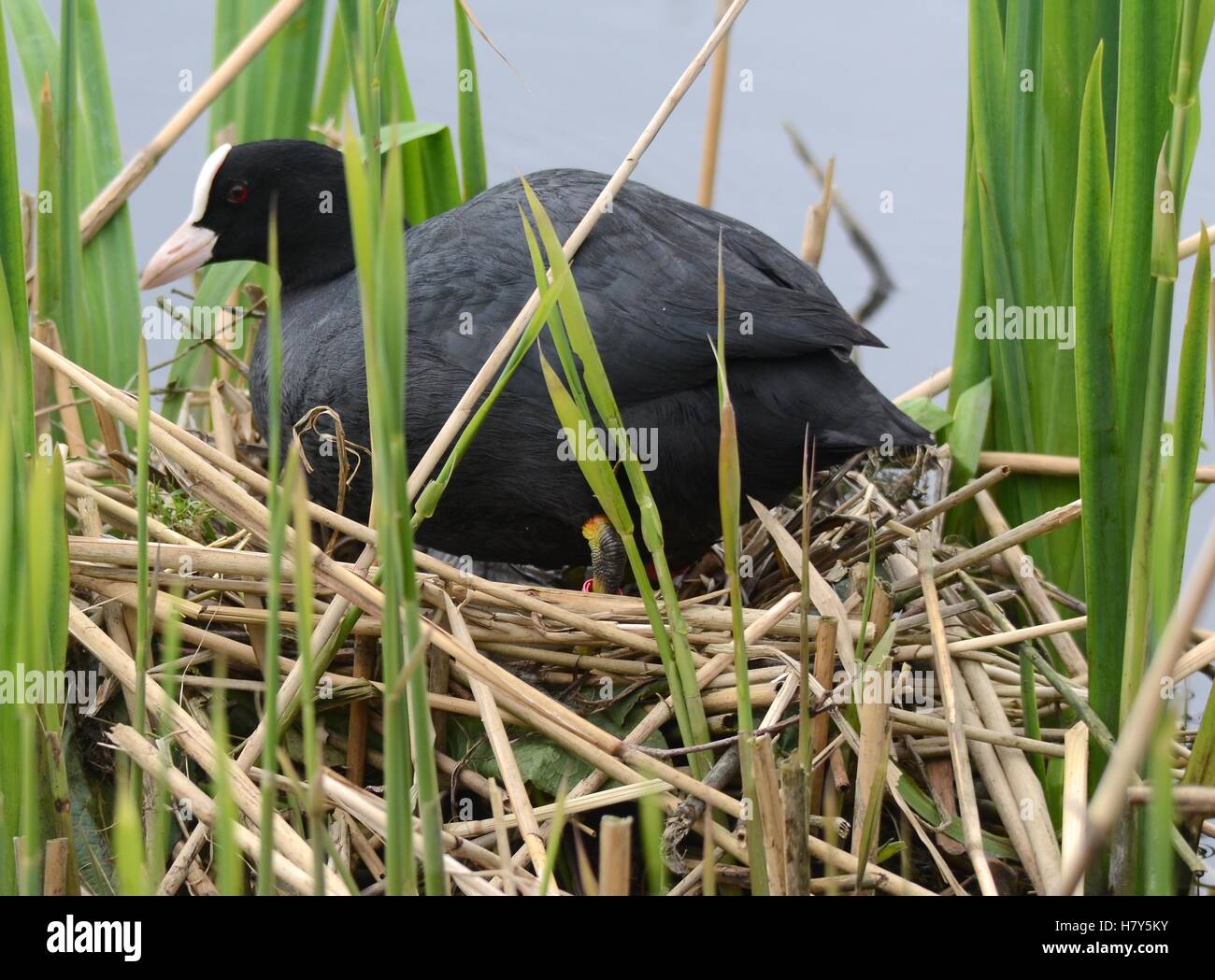 Coot sitting on nest Stock Photo - Alamy