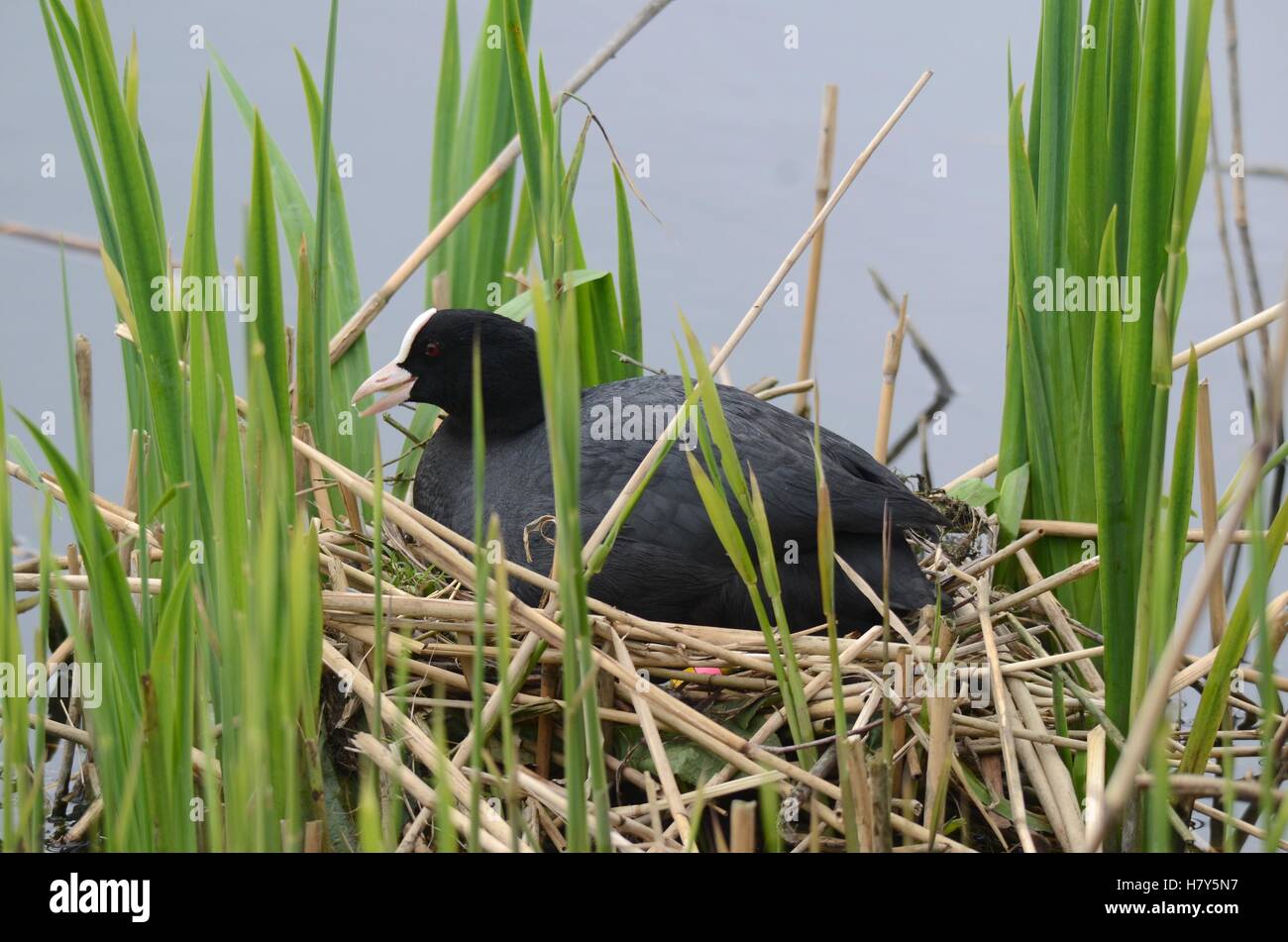 Coot sitting on nest Stock Photo - Alamy