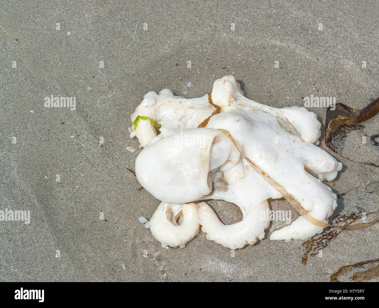 Dead octopus hi-res stock photography and images - Alamy