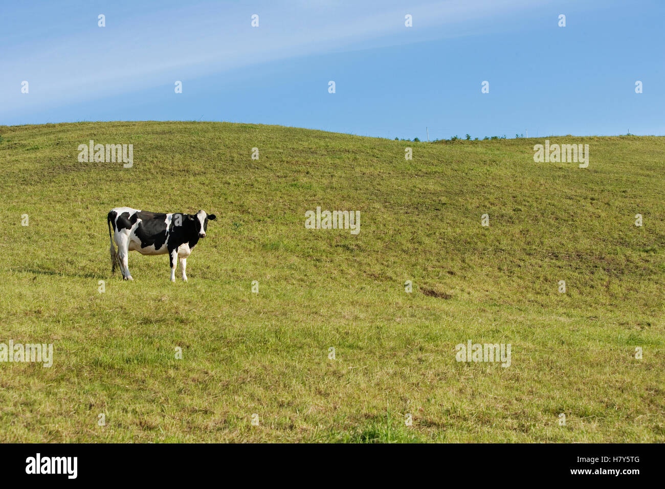 Cow in field Stock Photo - Alamy