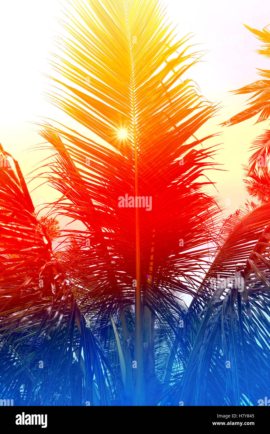 Abstract palm leaf Stock Photo - Alamy