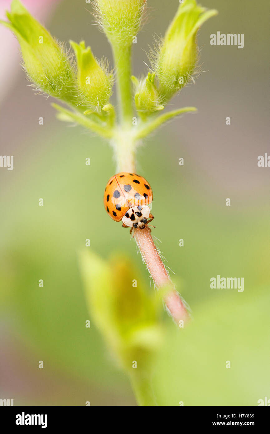 ladybug on flower Stock Photo - Alamy
