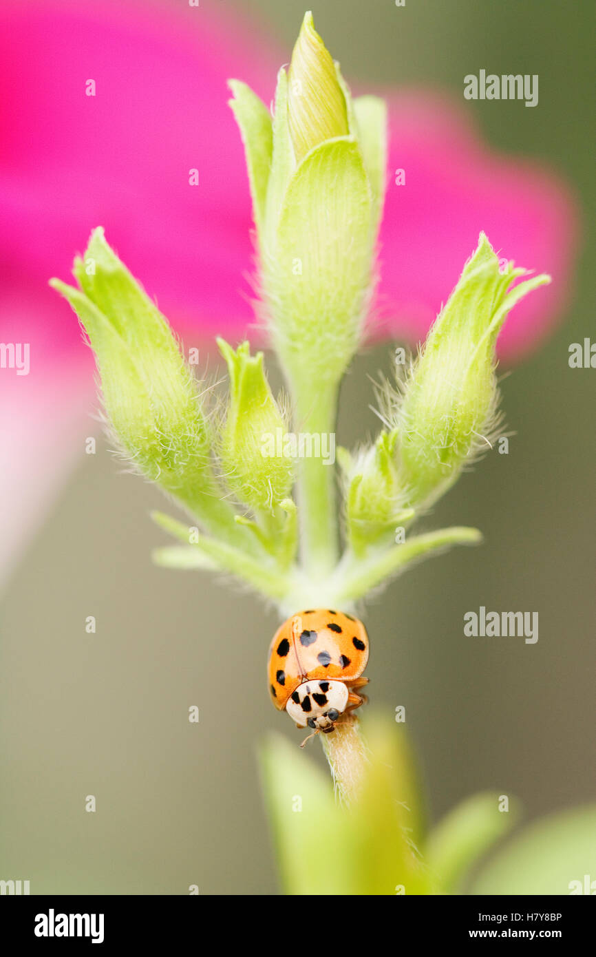 ladybug on flower Stock Photo - Alamy