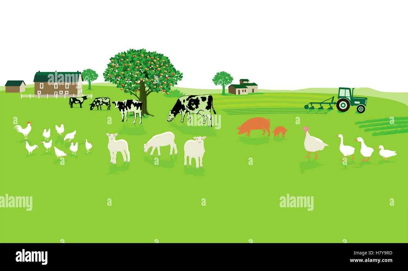 Farm background cattle chicken hi-res stock photography and images - Alamy