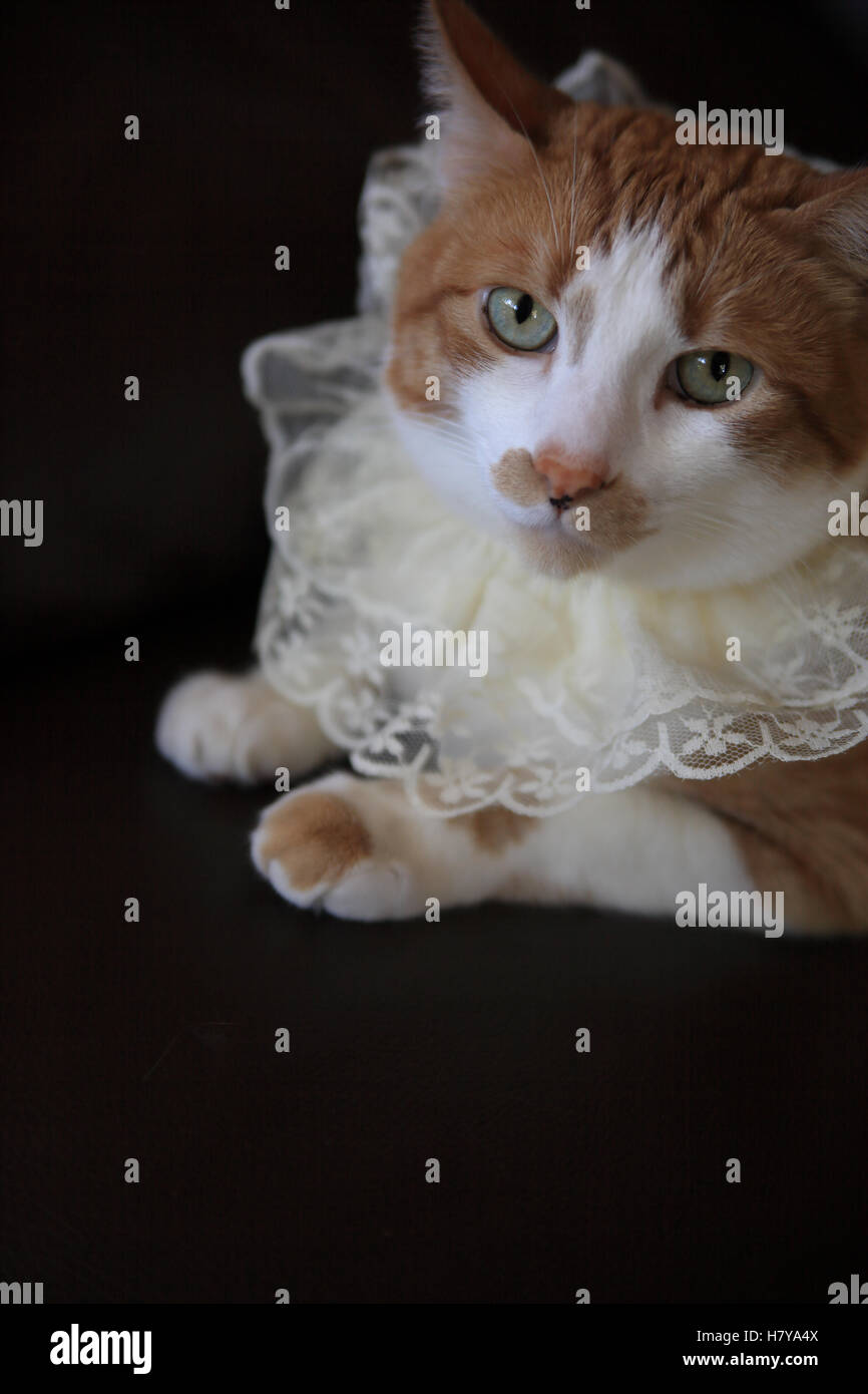 White lace collar hi-res stock photography and images - Alamy