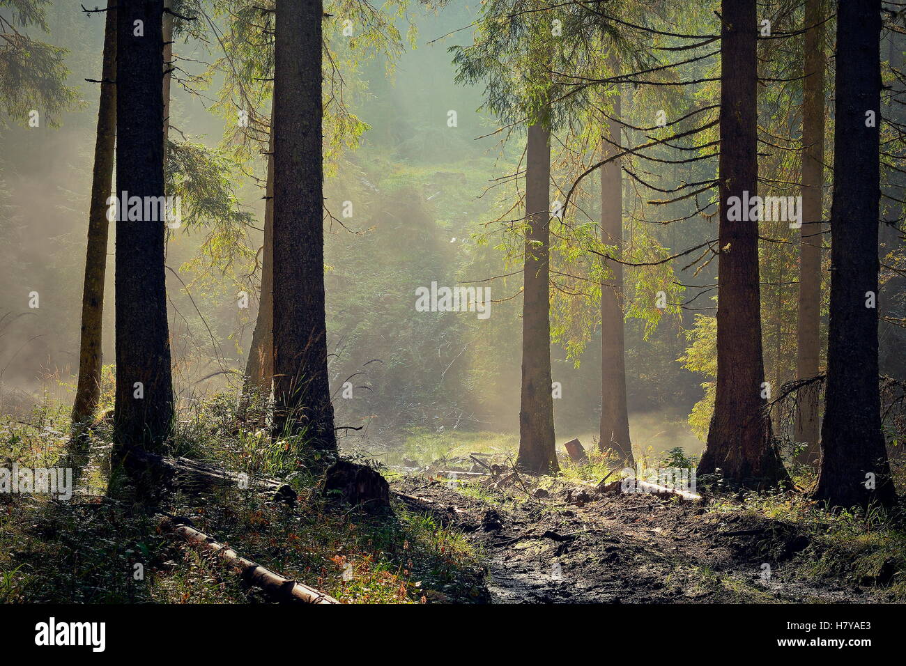 beautiful light in spruce forest at dawn Stock Photo - Alamy