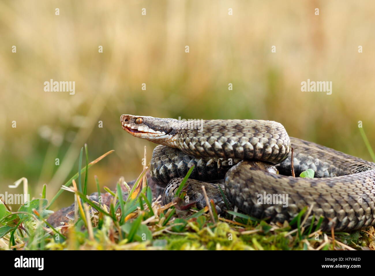 Female adder vipera berus close hi-res stock photography and images - Alamy