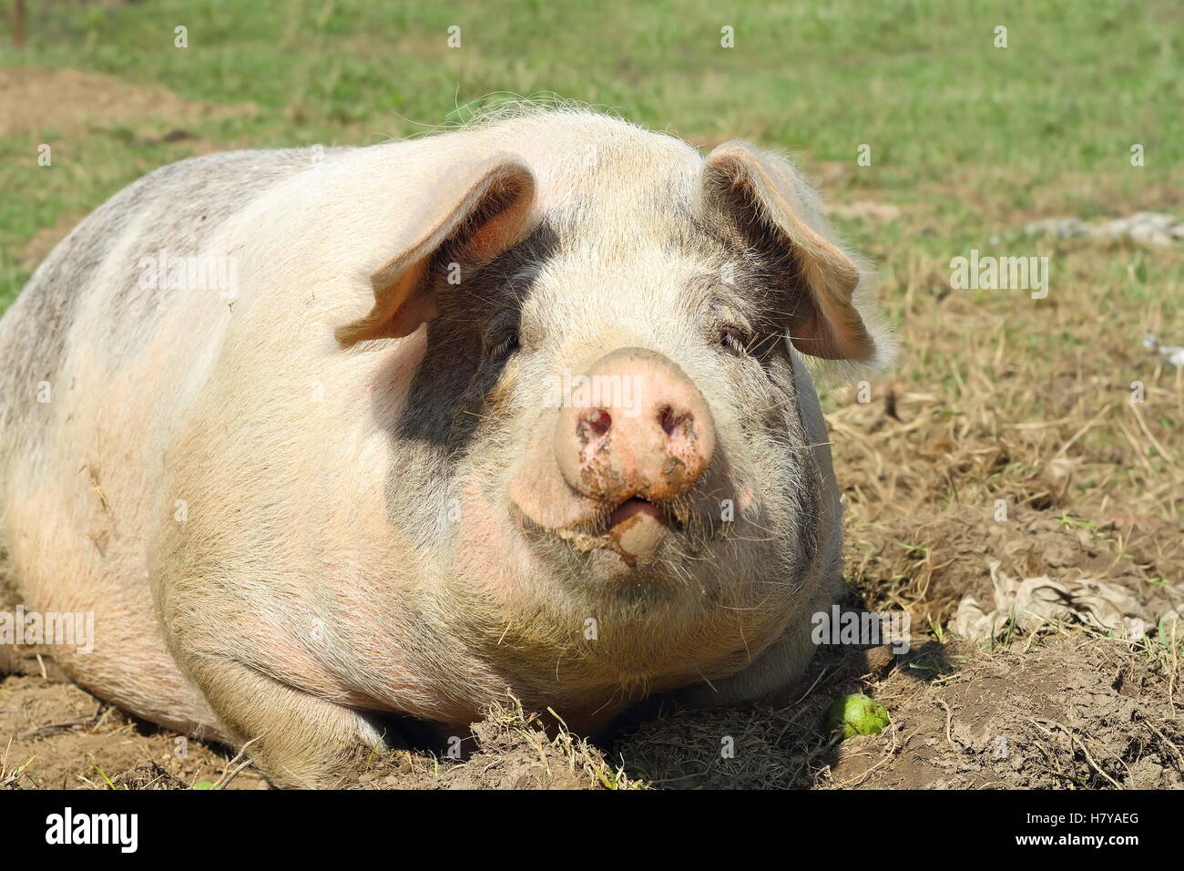 closeup of huge lazy sow standing on mud Stock Photo - Alamy