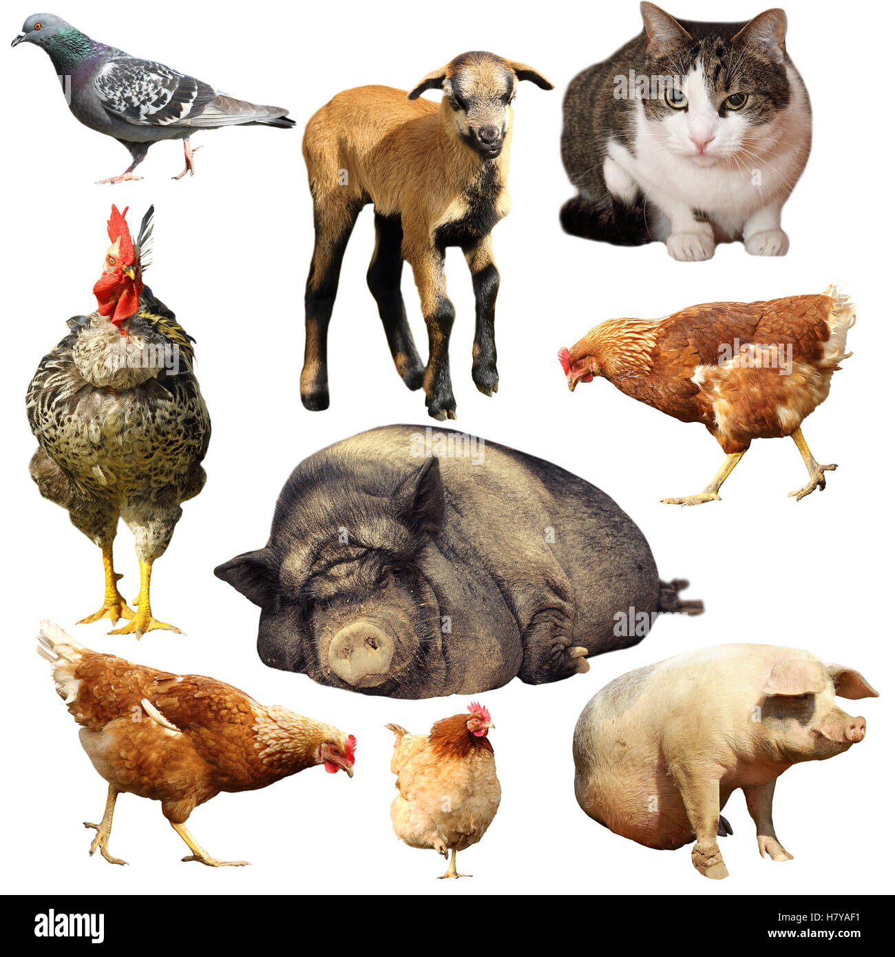 collection of domestic animals isolated over white, full length Stock ...
