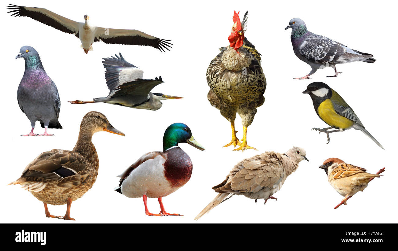 collection of full length birds isolated over white background Stock ...