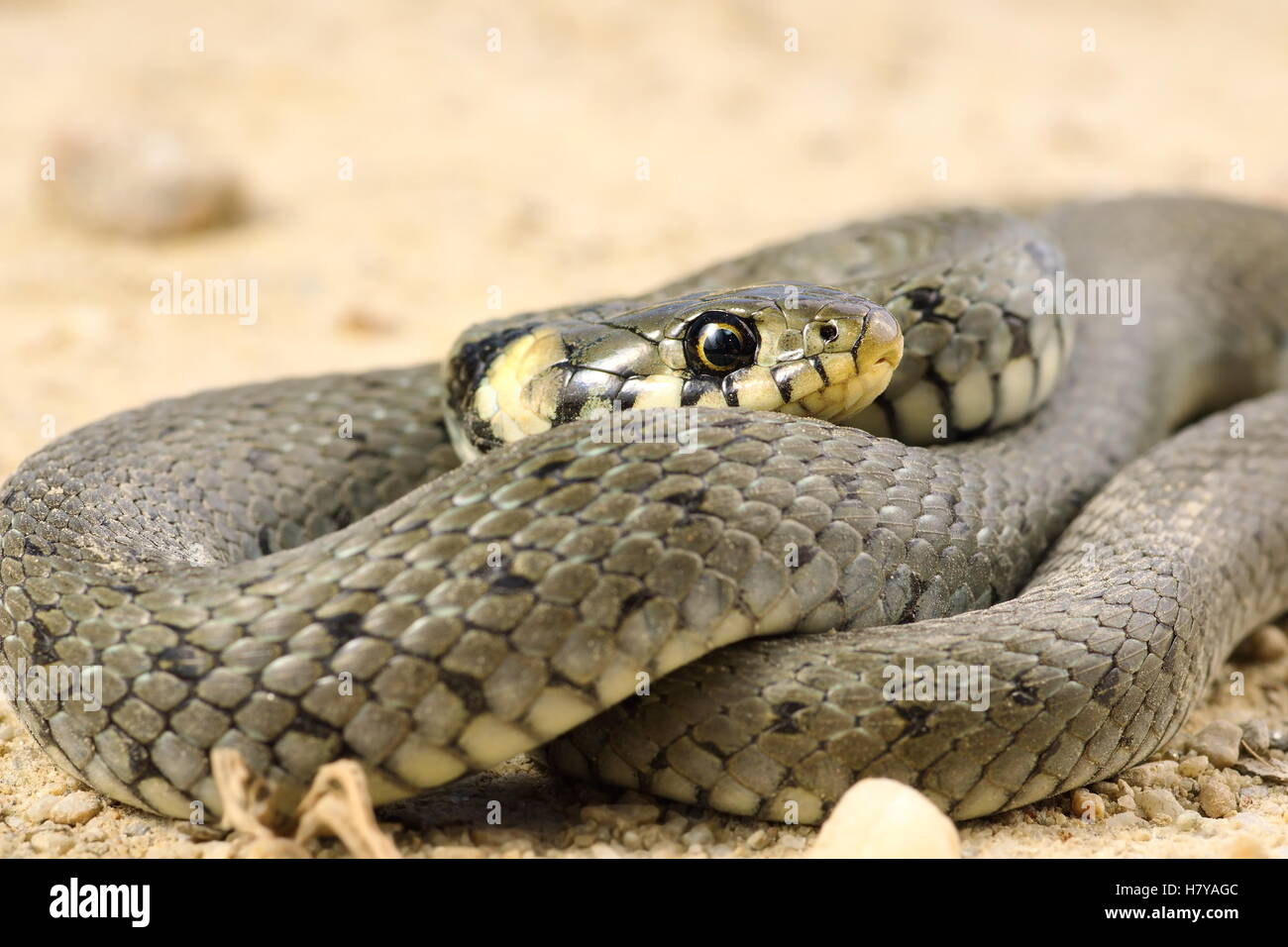 Rass snake hi-res stock photography and images - Alamy