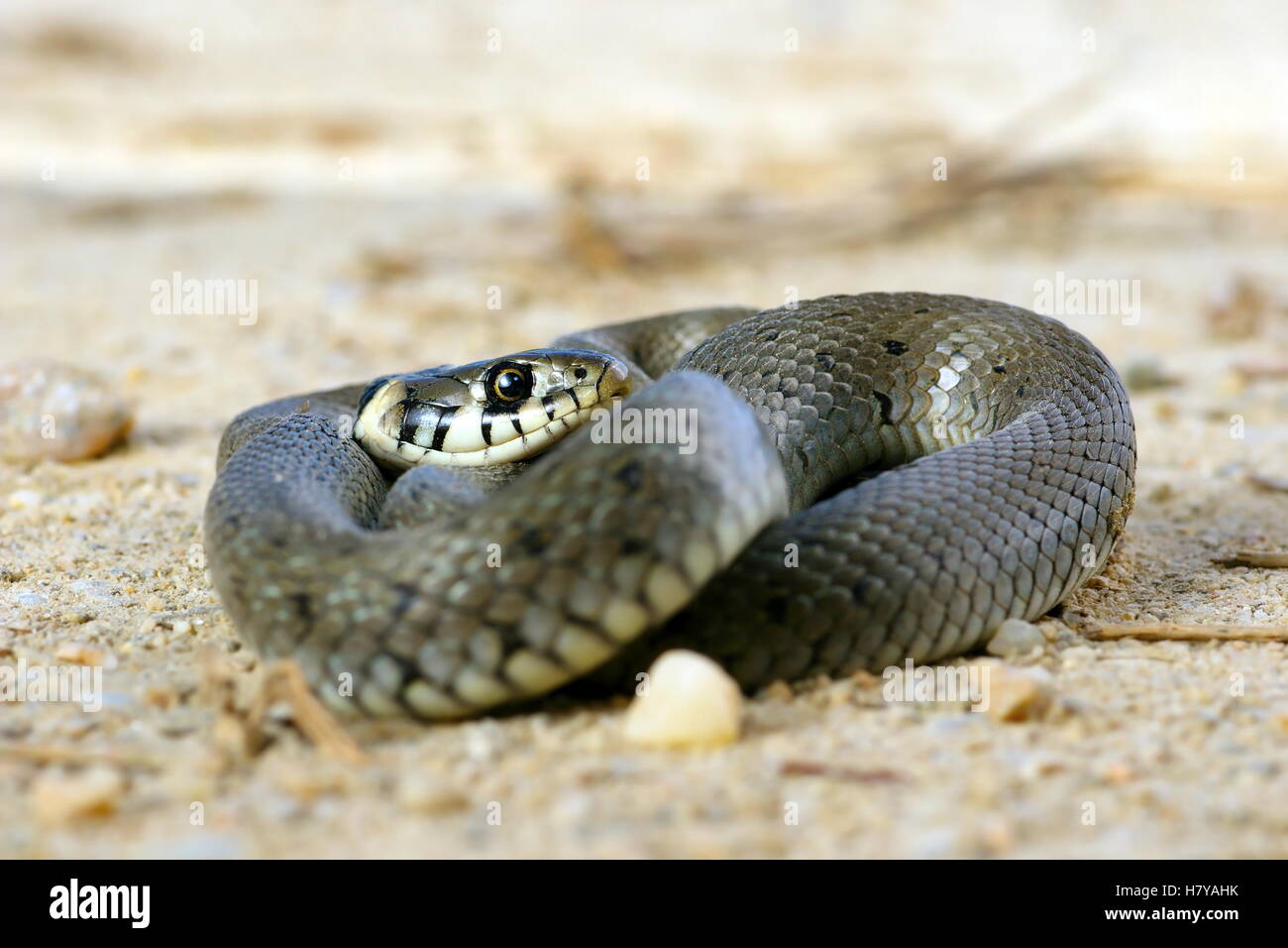 grass snake basking on the ground ( Natrix Stock Photo - Alamy