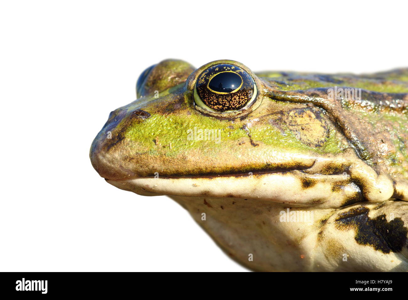 isolated portrait of common marsh frog, white background ( Pelophylax ...
