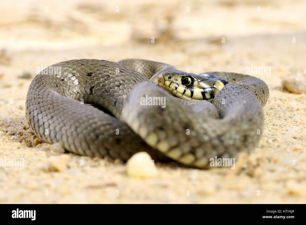 juvenile natrix basking on ground ( grass snake Stock Photo - Alamy