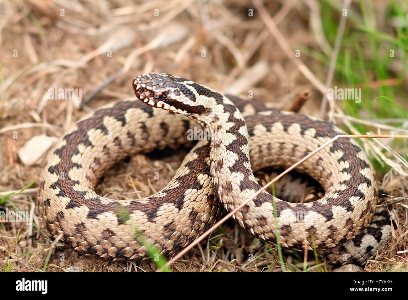 male european common adder in natural habitat ( Vipera berus Stock ...