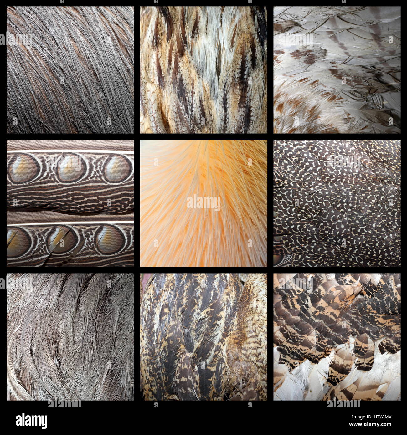 wild birds feathers collection, real textures Stock Photo - Alamy