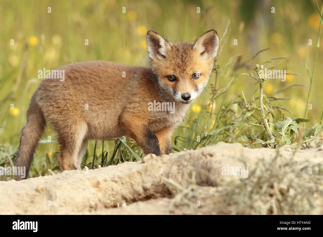 young common european fox ( Vulpes vulpes, wild animal Stock Photo - Alamy