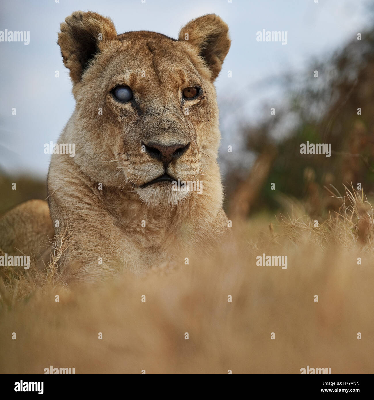African Lion (Panthera leo) female with a blind eye, Botswana Stock ...