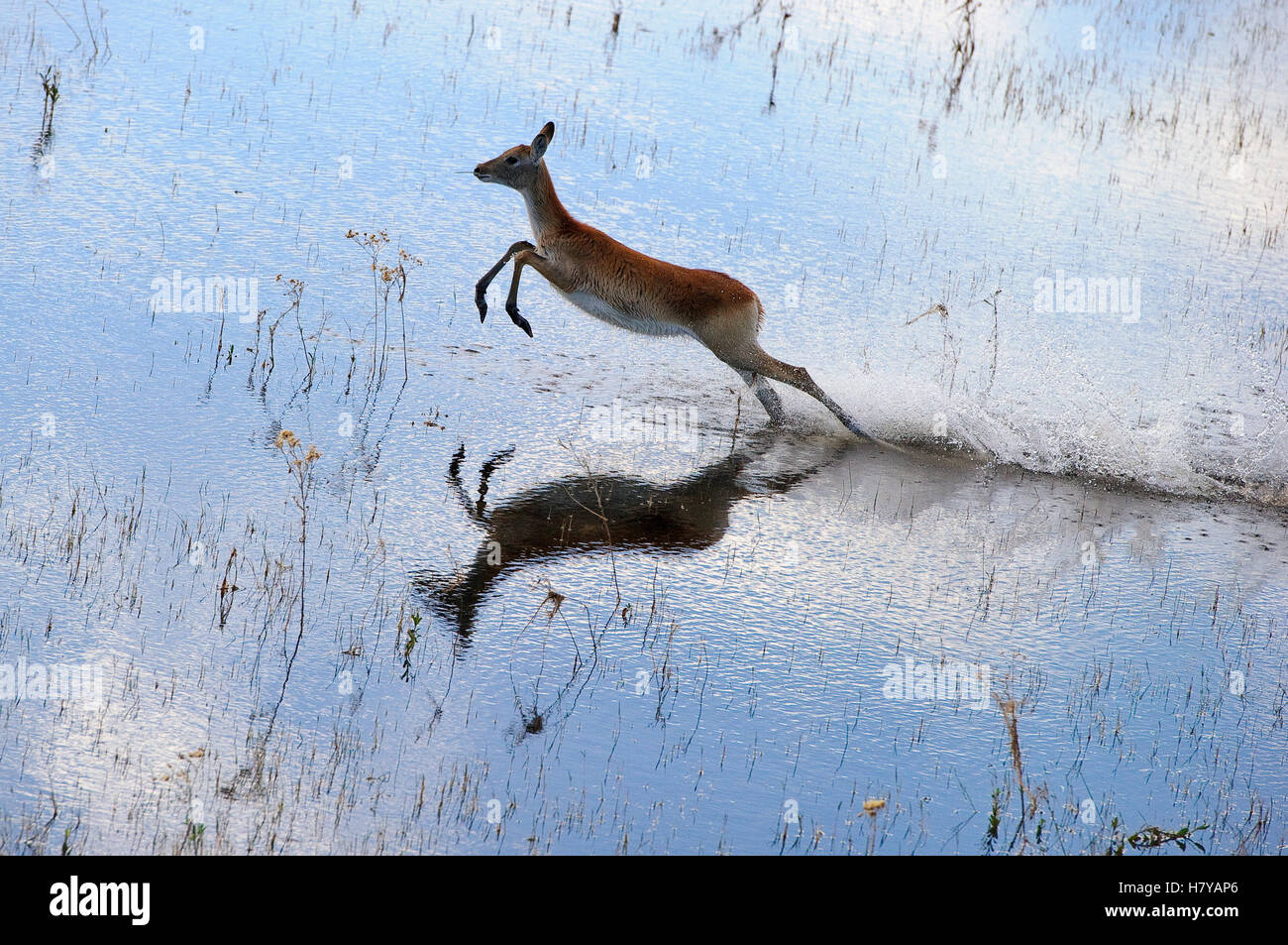 Lechwe (Kobus leche) female running through shallow water, Botswana ...