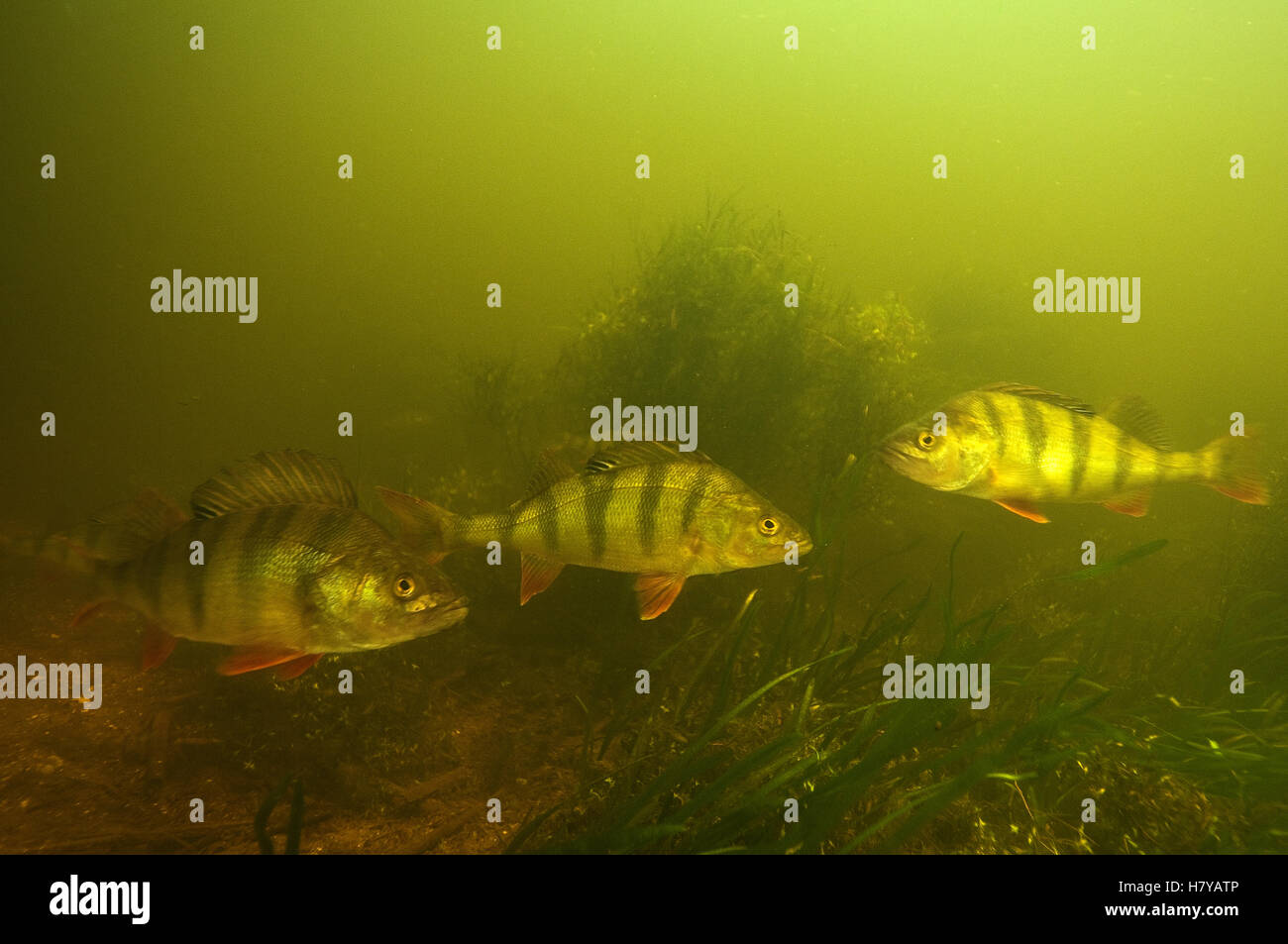 English Perch (Perca fluviatilis) trio, Volga Delta, Russia Stock Photo ...