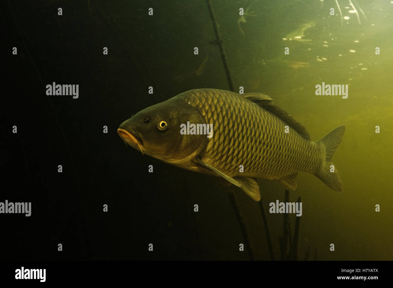 European Carp (Cyprinus carpio), Volga Delta, Russia Stock Photo - Alamy