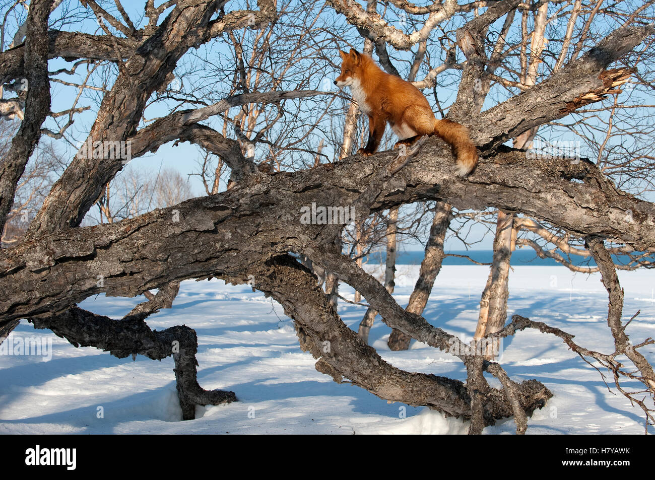 Red Fox (Vulpes vulpes) in tree, Kamchatka, Russia Stock Photo - Alamy