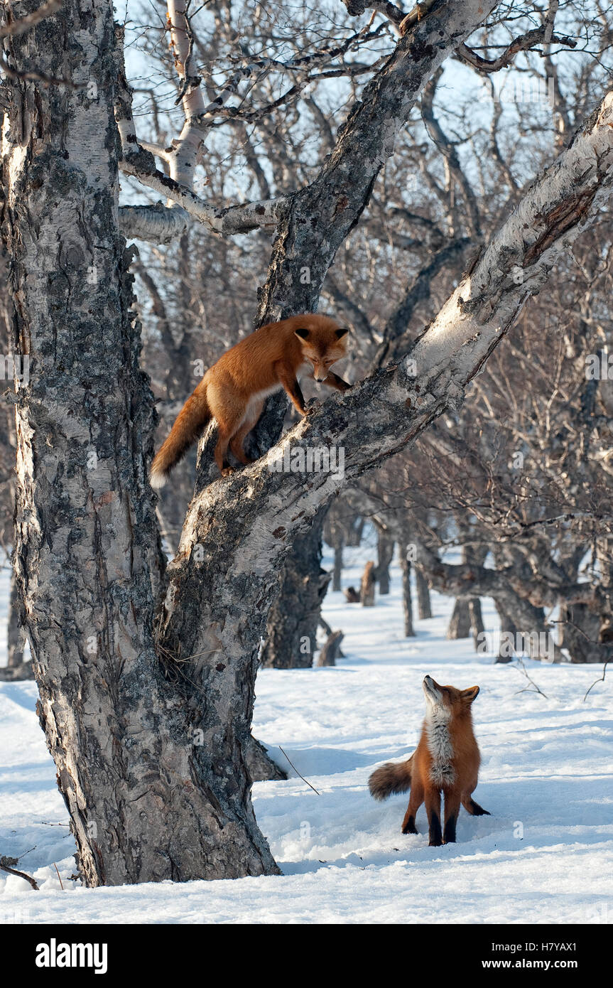 Red Fox (Vulpes vulpes) pair, one climbing tree, Kamchatka, Russia ...