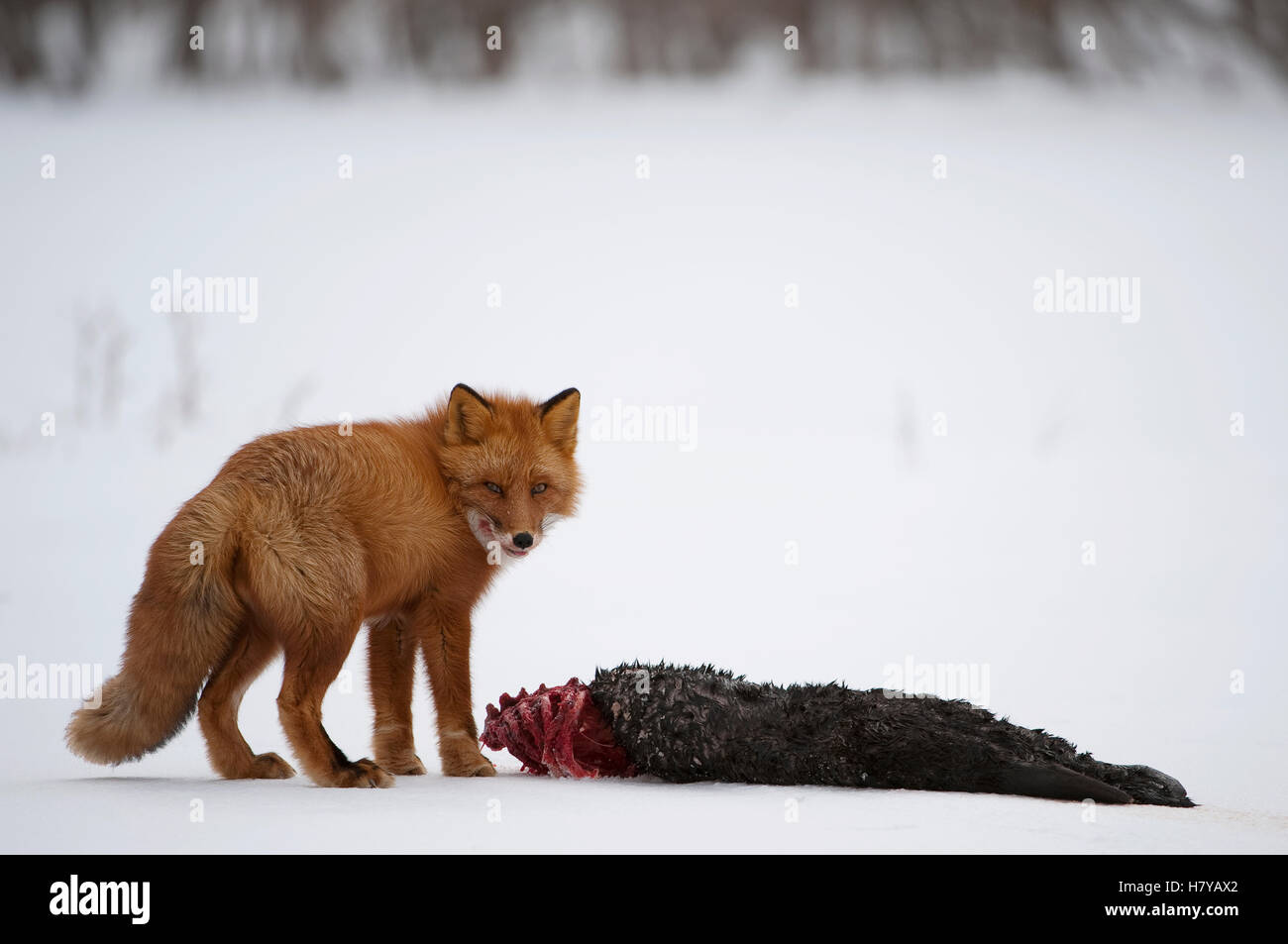 Red Fox (Vulpes vulpes) scavenging carcass, Kamchatka, Russia Stock ...