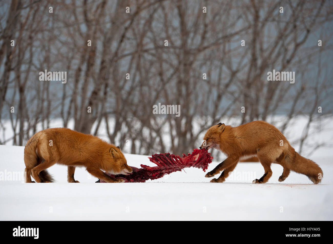 Red Fox (Vulpes vulpes) pair scavenging carcass, Kamchatka, Russia ...