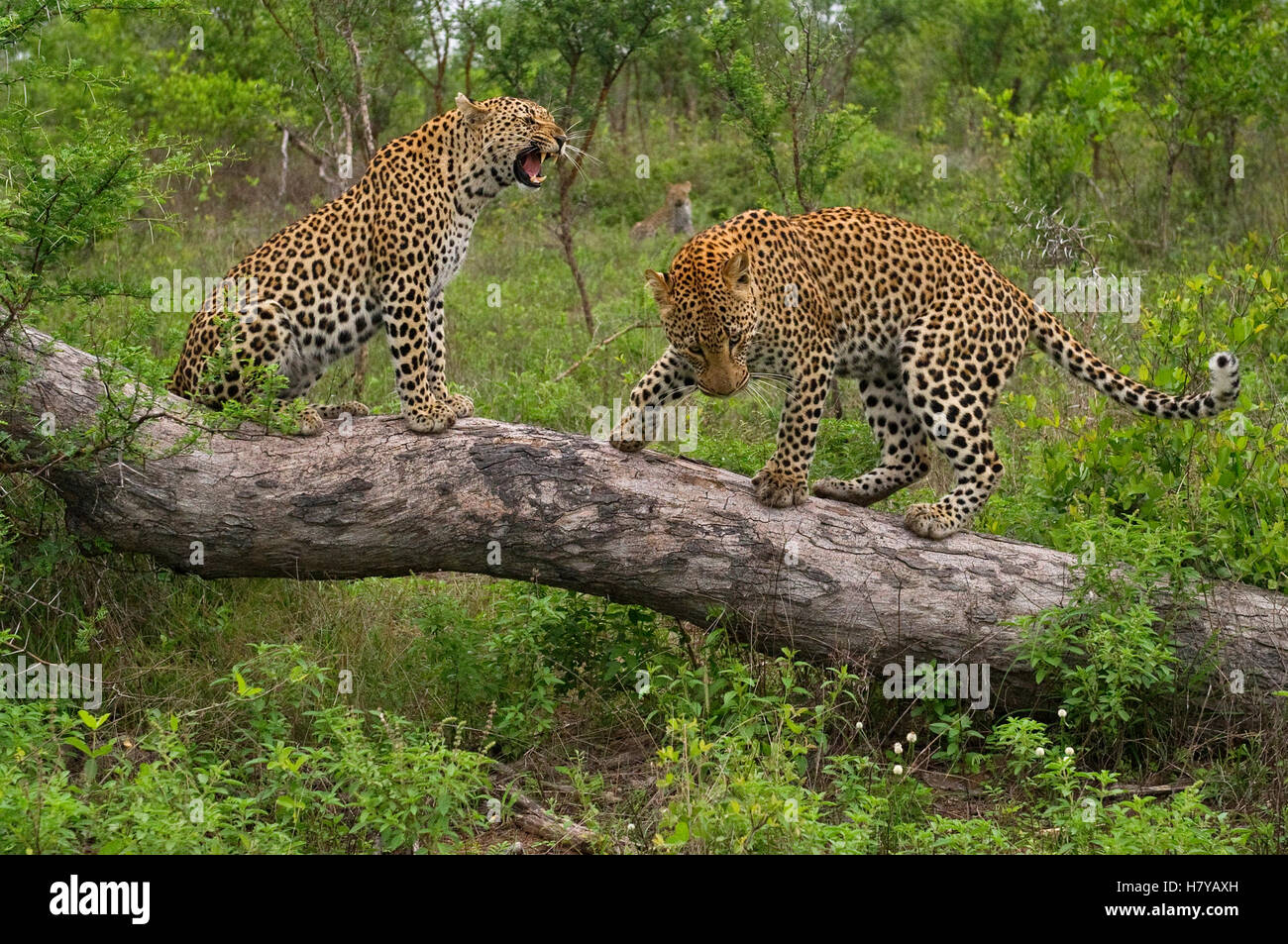 Leopard (Panthera pardus) displaying aggressive behavior, Botswana ...